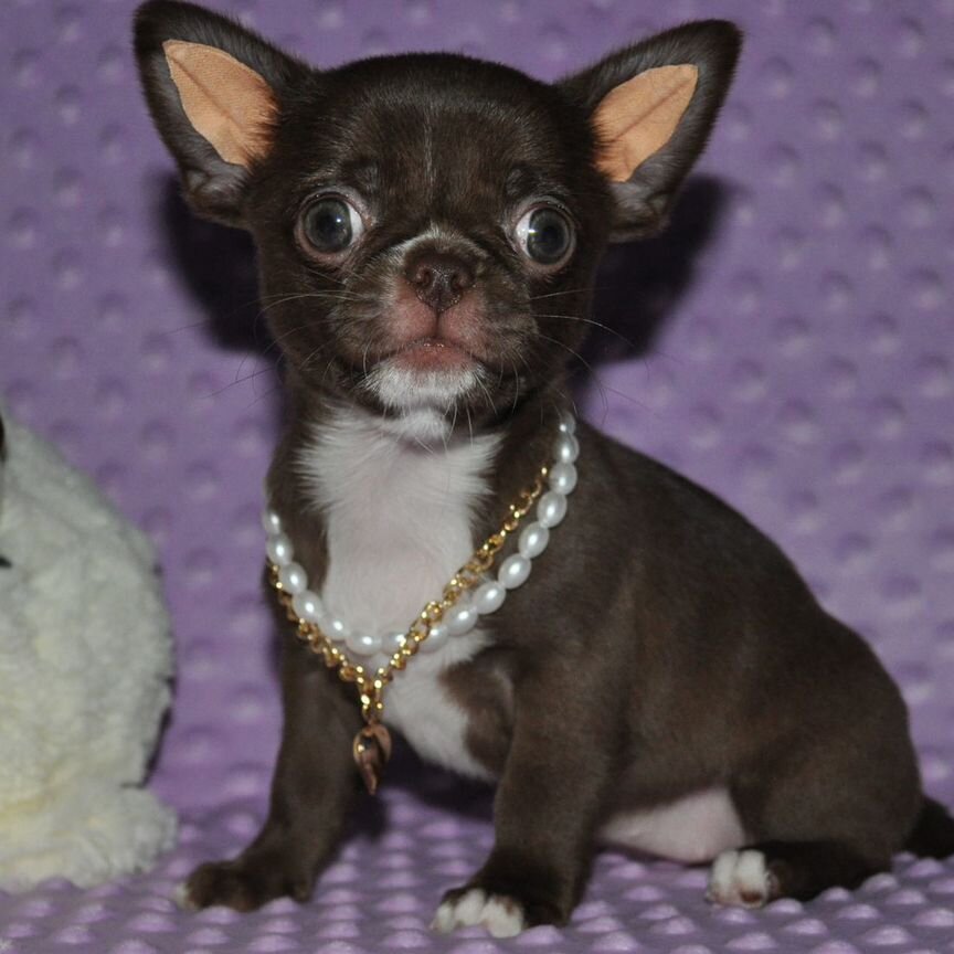 Булочка шоколадная, девочка чихуахуа, мини -мелкий