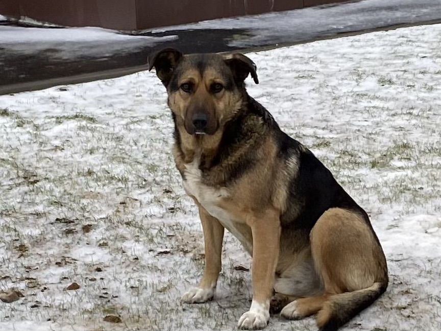 Умнейший кобель в добрые руки