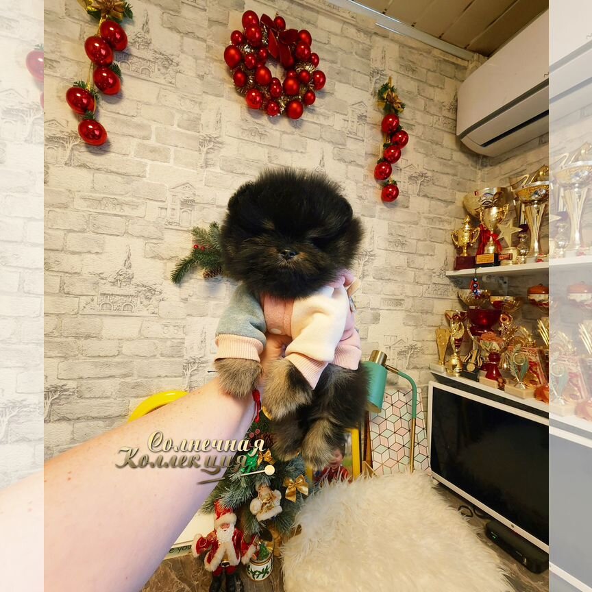 Померанский шпиц, щенок