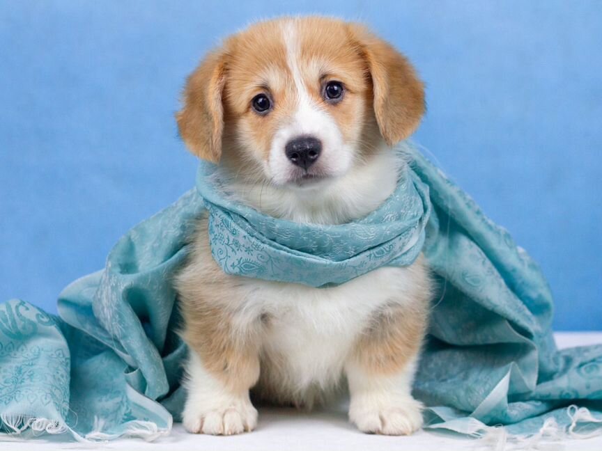 Щенки Вельш Корги Пемброк