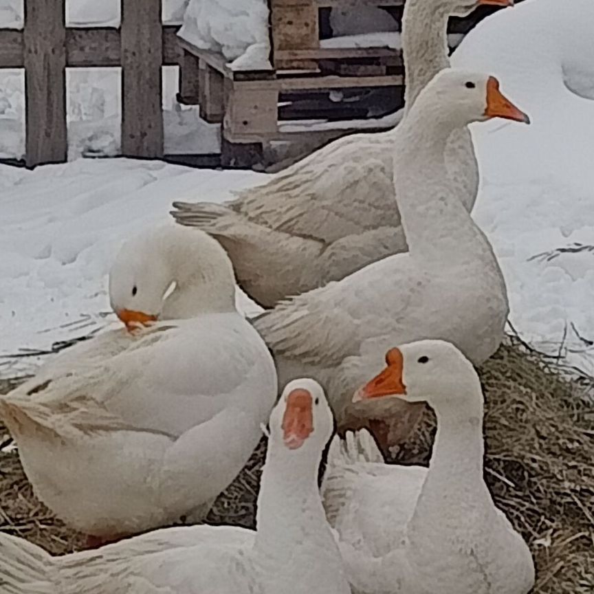 Продам гусят породы Линда