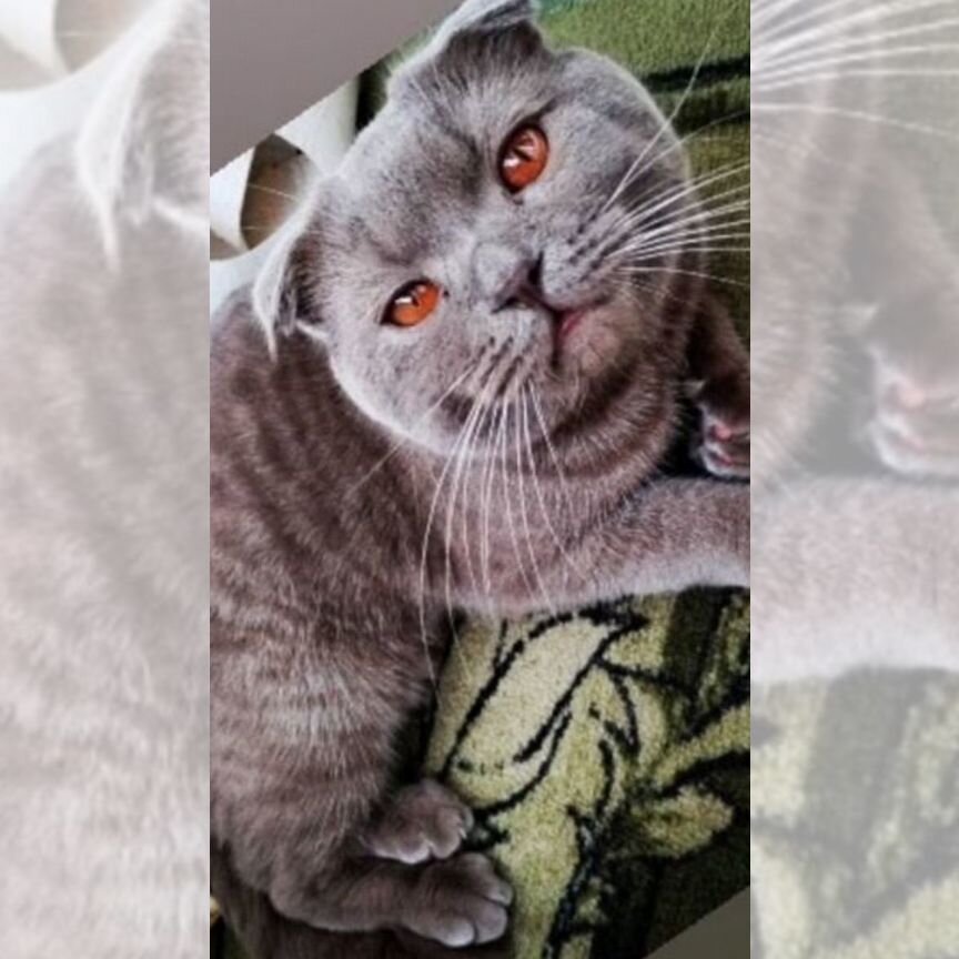 Отдадим кота бесплатно