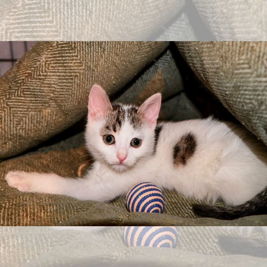 Котенок Барсик в добрые руки