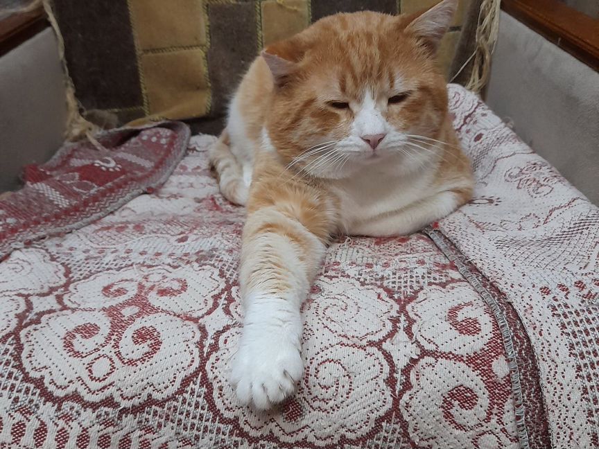 Просто Рыжик