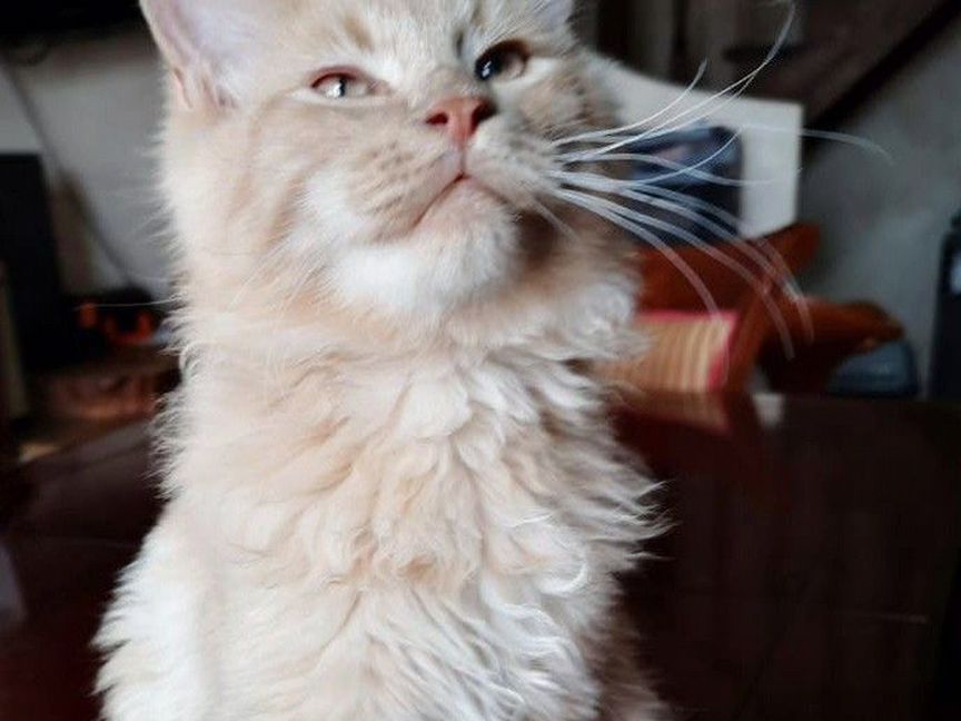 Клубный котёнок мейн-кун, мальчик 4 мес