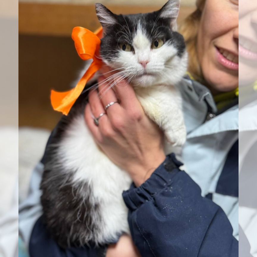 Взрослая, Девочка кошка в добрые руки