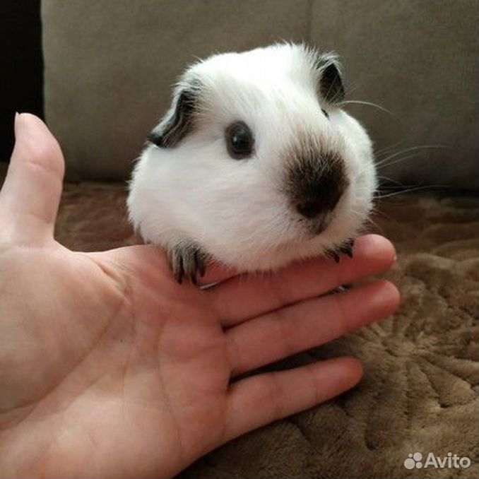 Морская свинка калифорния