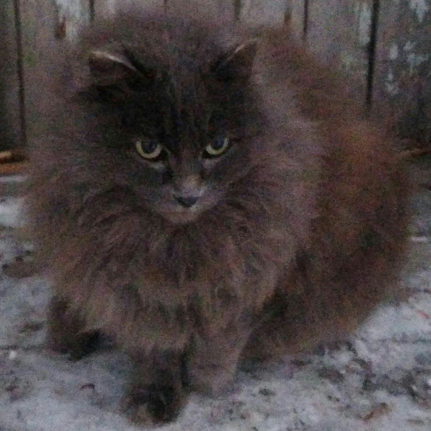 Кошечка с садов в добрые руки