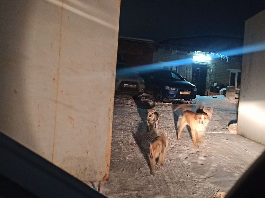 Отдам бесплатно щенков