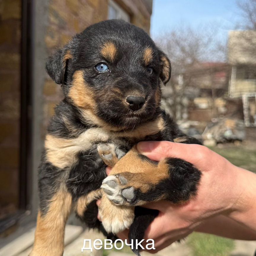 Щенки в добрые руки бесплатно