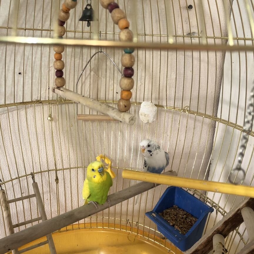 Отдам бесплатно двух волнистых попугаев