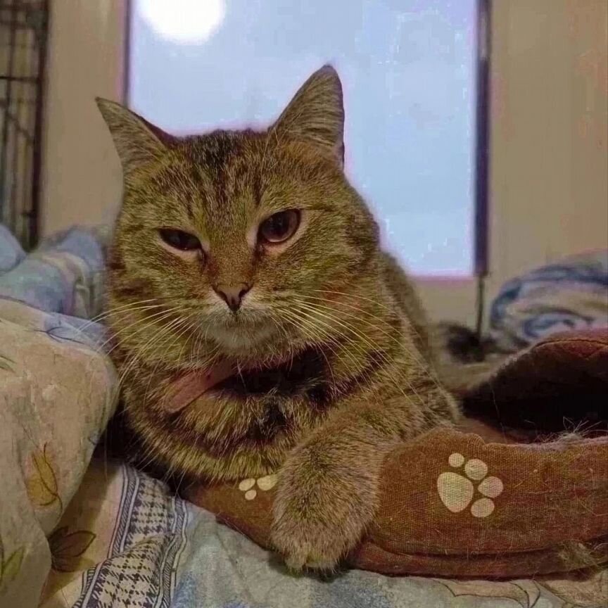 Красивая кошечка в добрые руки