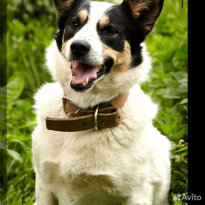 Чарли хочет домой