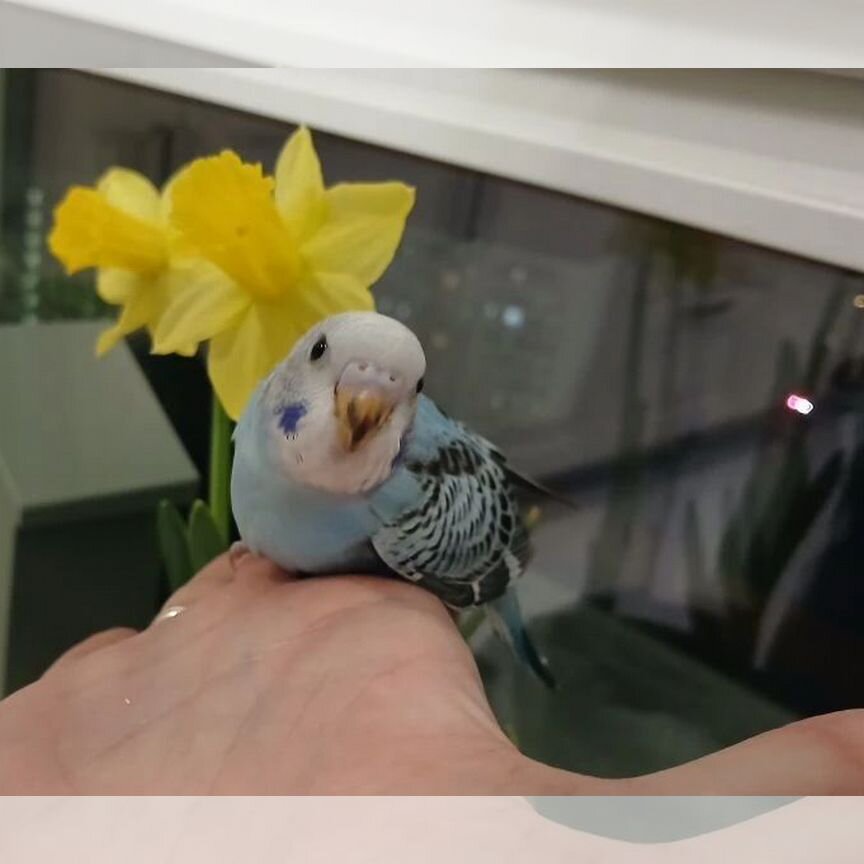 Птенцы волнистого попугая