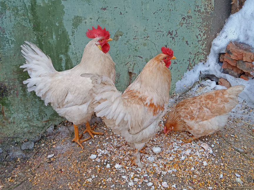 Куры петухи
