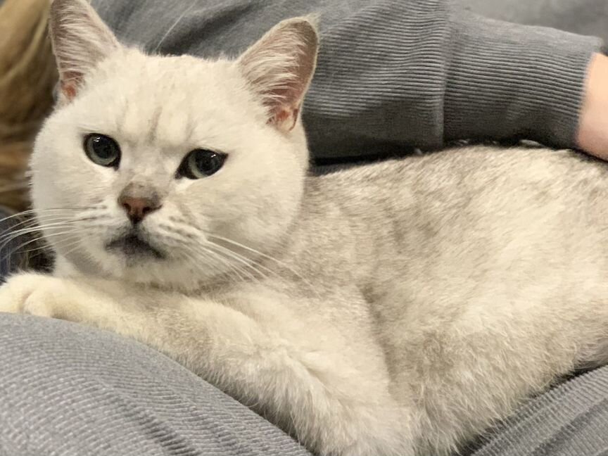 Шотландский прямоухий кот серебристая шиншилла