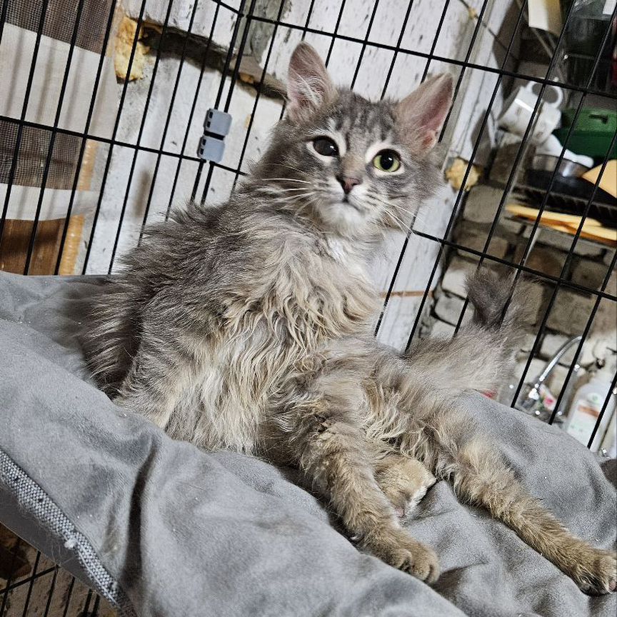 Котенок ищет дом