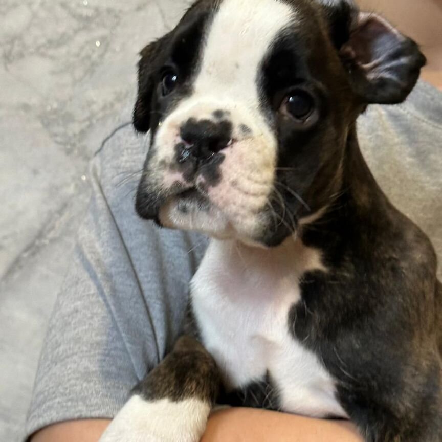 Щенки боксер