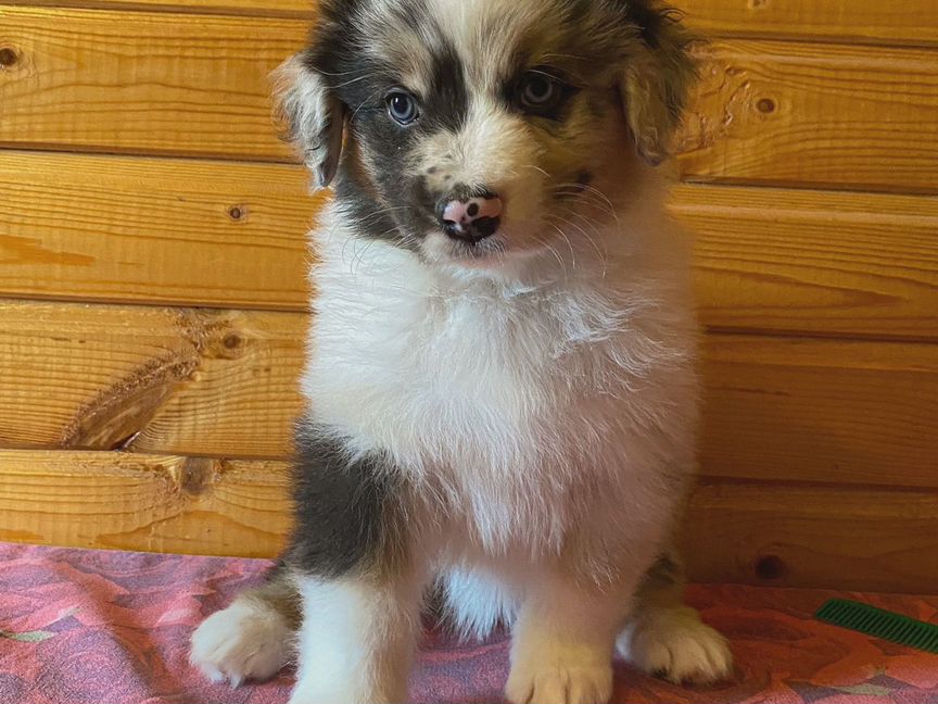 Австралийская овчарка