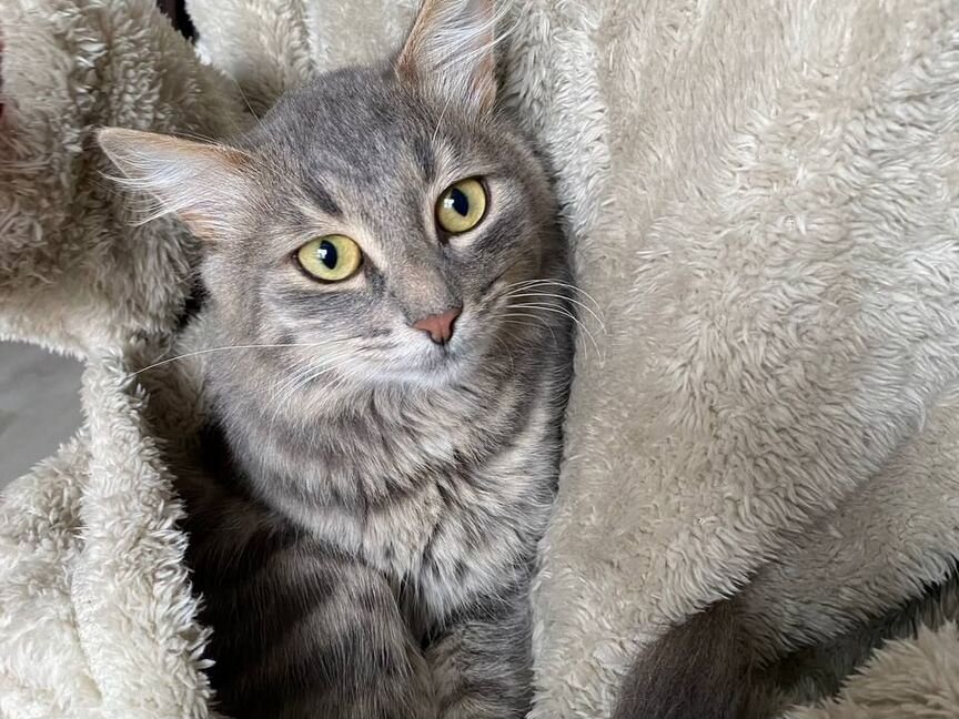 Молодой котик 9 месяцев