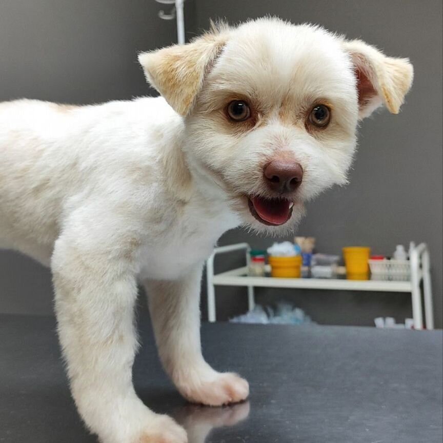 Идеальный хозяин для Зефира