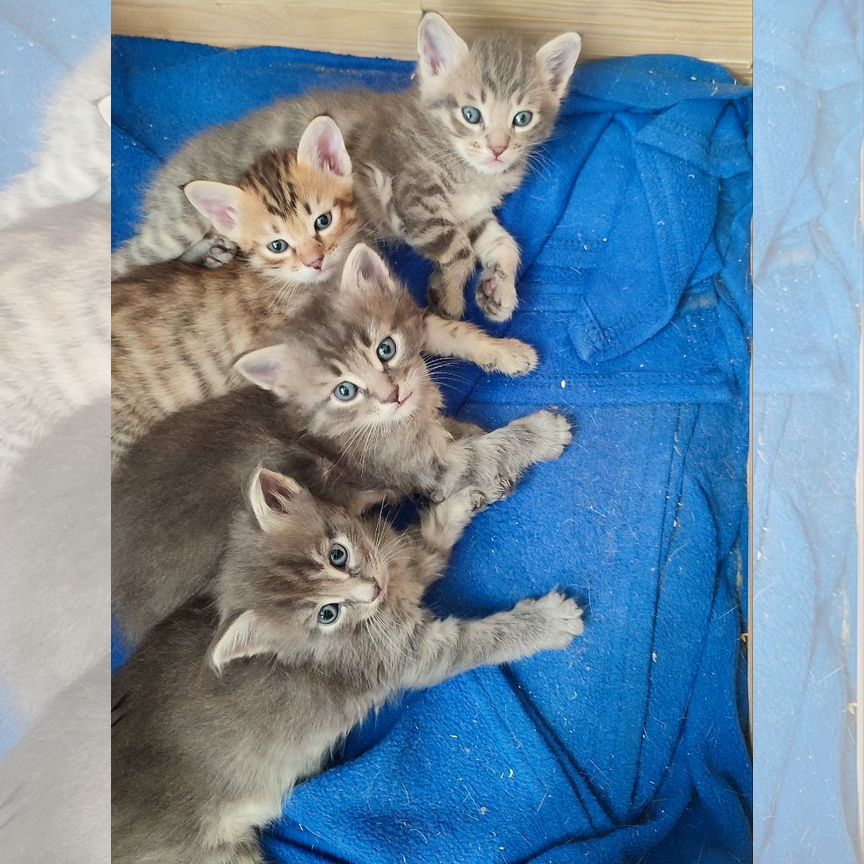 Котёнок в добрые руки