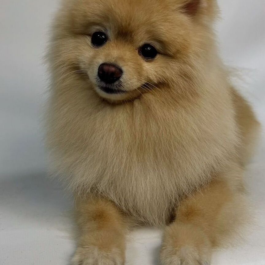 Мальчик ищет девочку/ шпиц