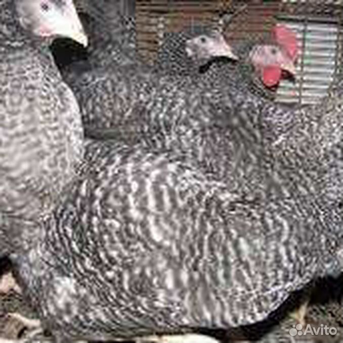 Петушки 2х месячные