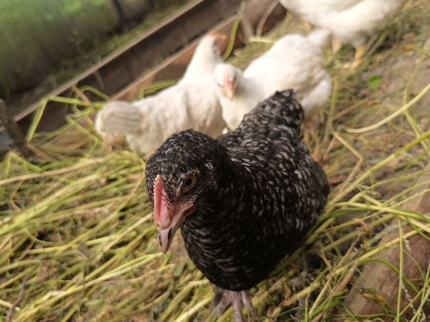 Куры несушки доминант