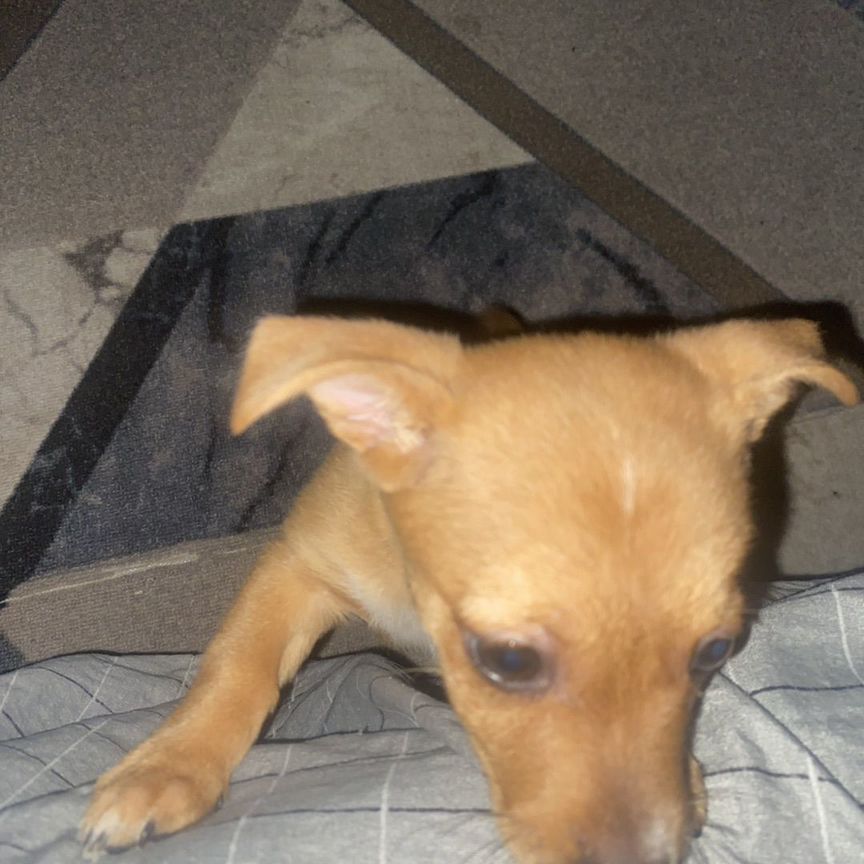 Щенок в добрые руки