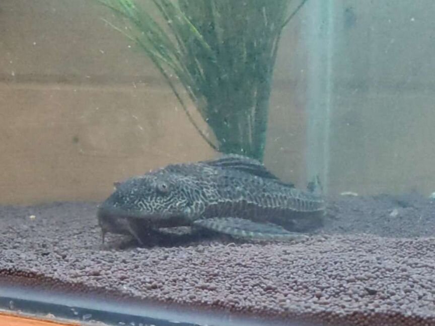 Сом птеригоплихт