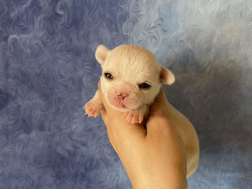 Щенки чихуахуа