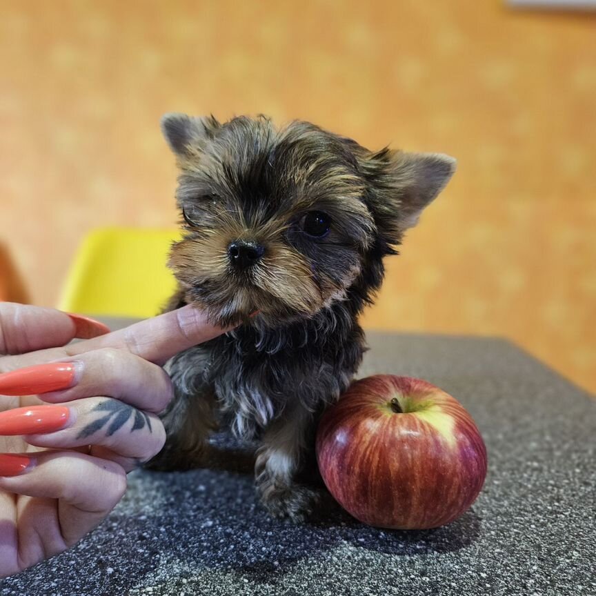 Цветной йоркширский терьер