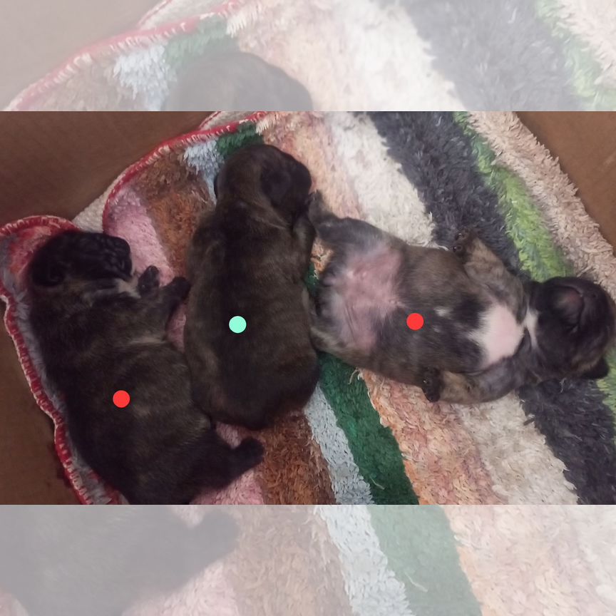 Французский бульдог, щенок