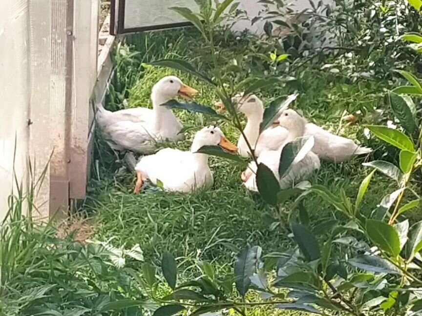 Пекинская утка