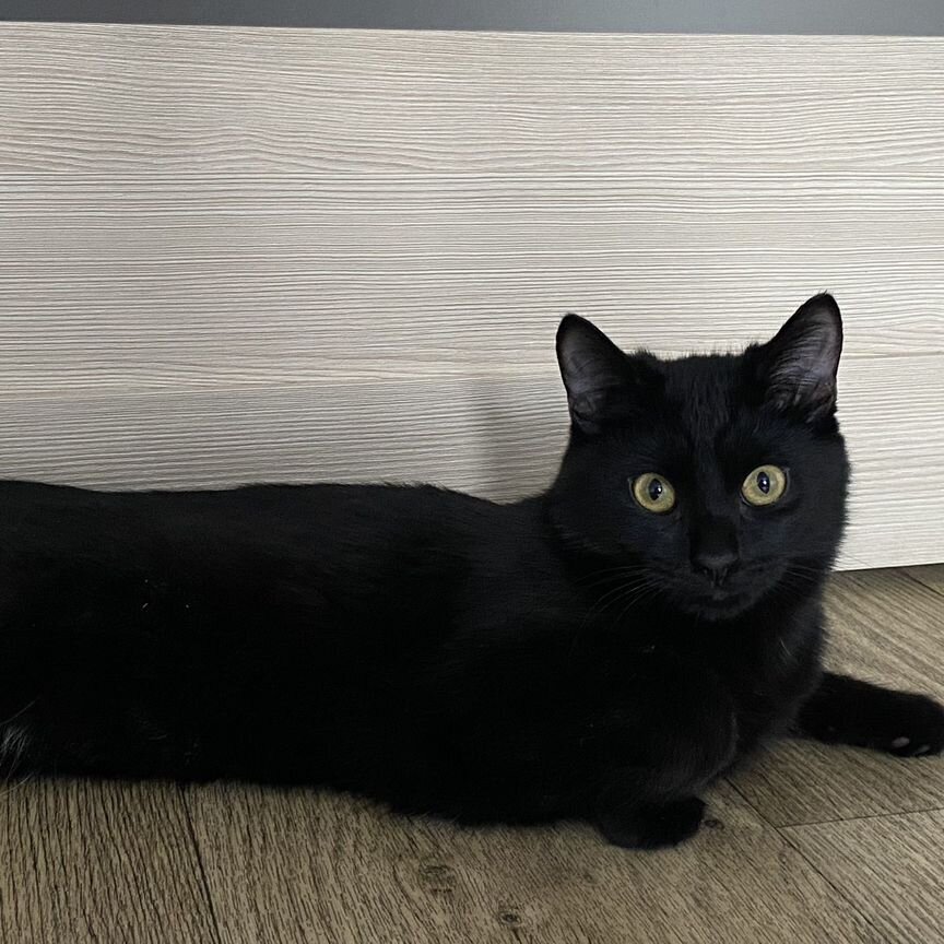 Кот