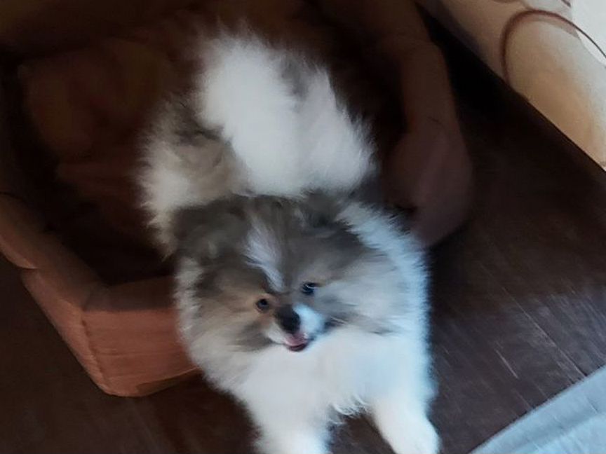 Немецкий шпиц