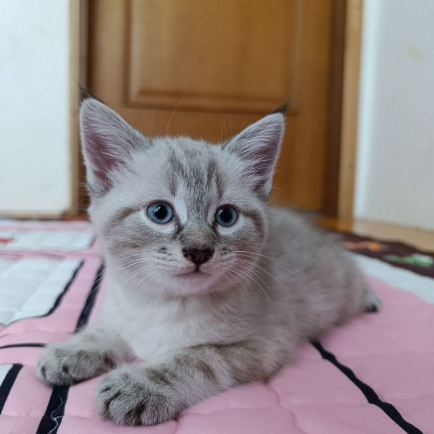 Котёнок (мальчик) отдам в добрые хорошие руки