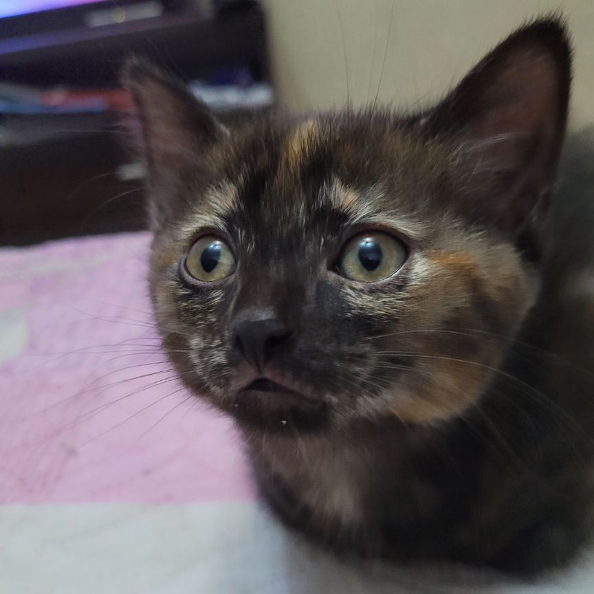 Трехцветный котенок, кошечка, черепаховый окрас