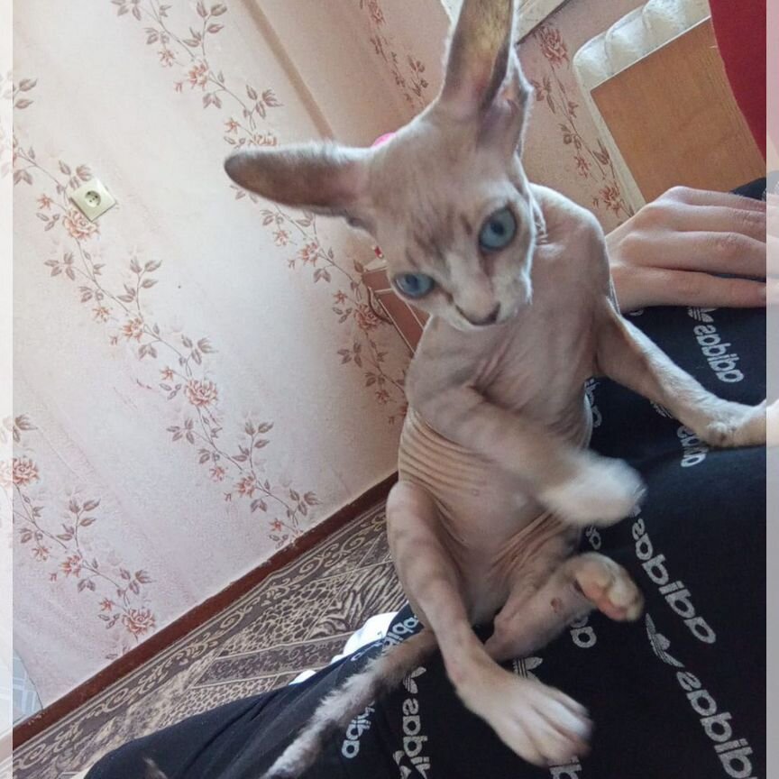 Канадский сфинкс