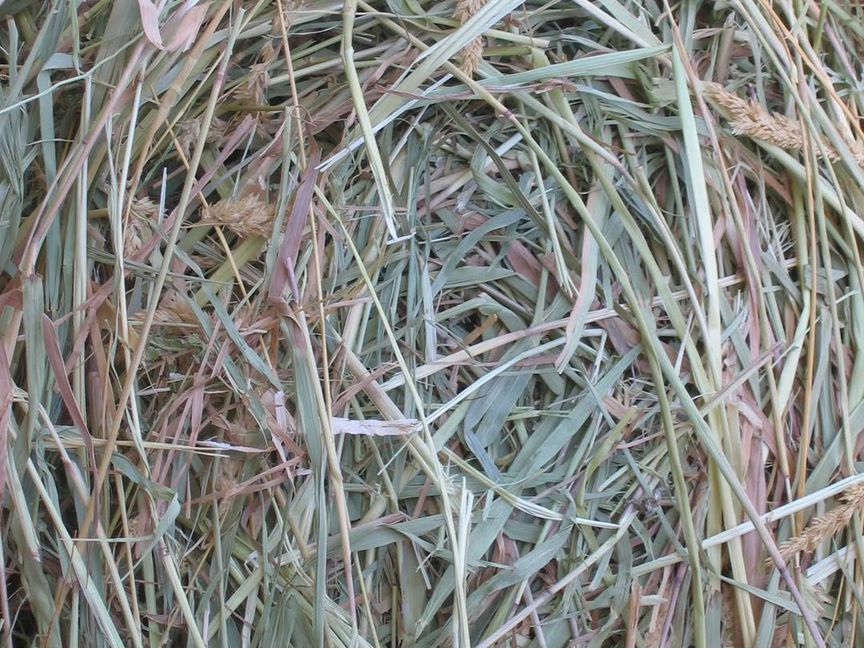 Сено в рулонах - Суданка