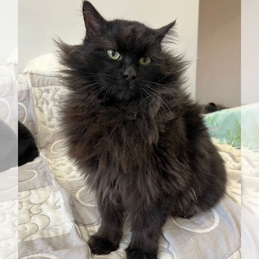 Взрослый кот в добрые руки