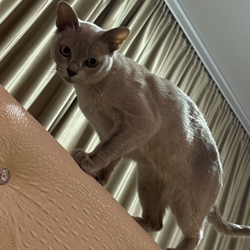 Продам Бурму