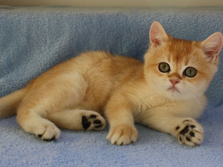 Британский котёнок