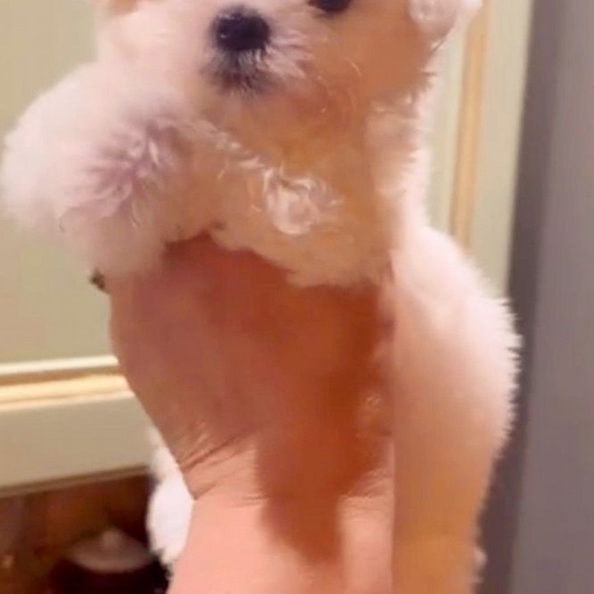 Щенки мальтезе