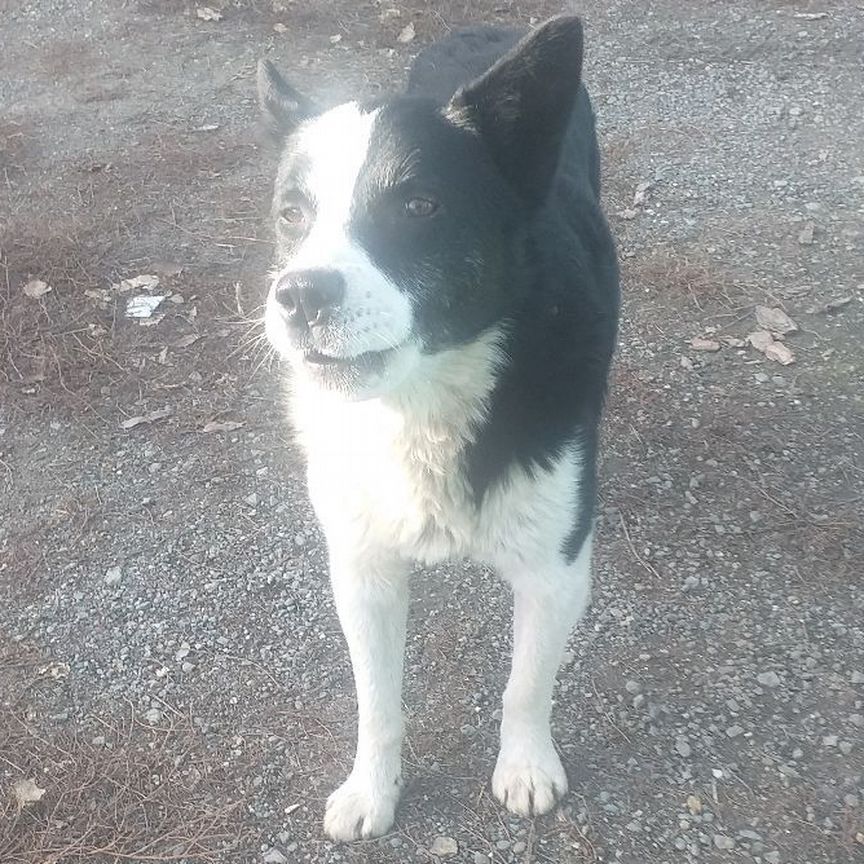 Взрослый пёс в добрые руки