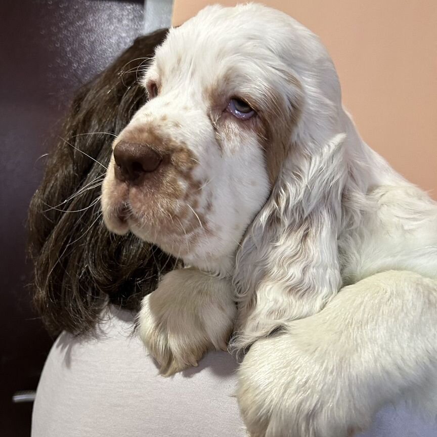 Самый крупный из спаниелей