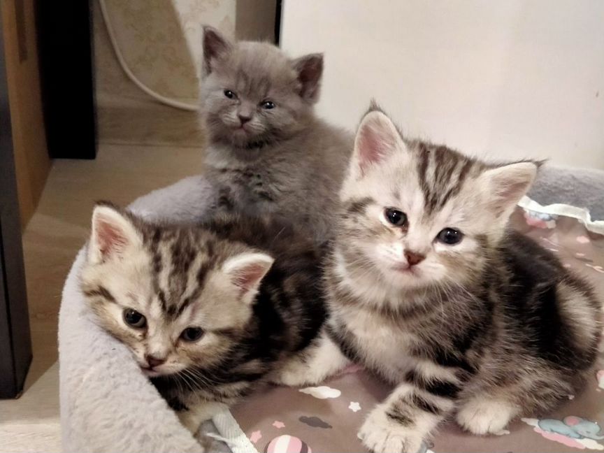 Британские котята