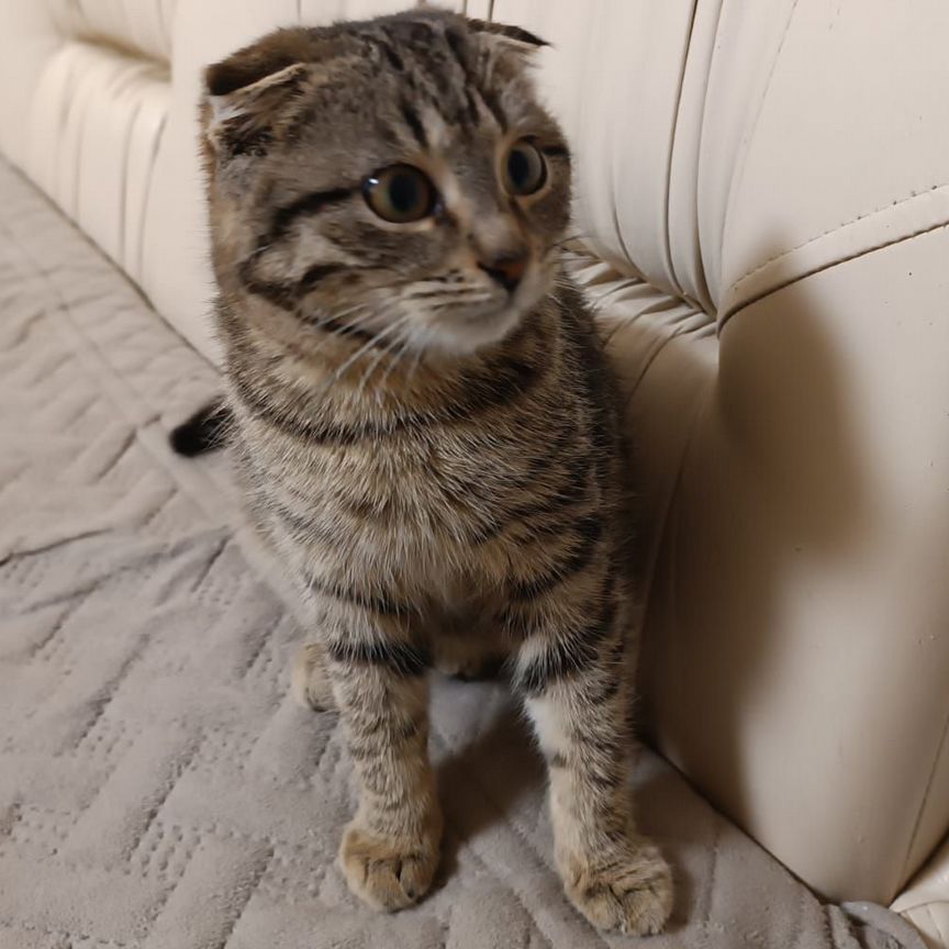 Вислоухая кошечка