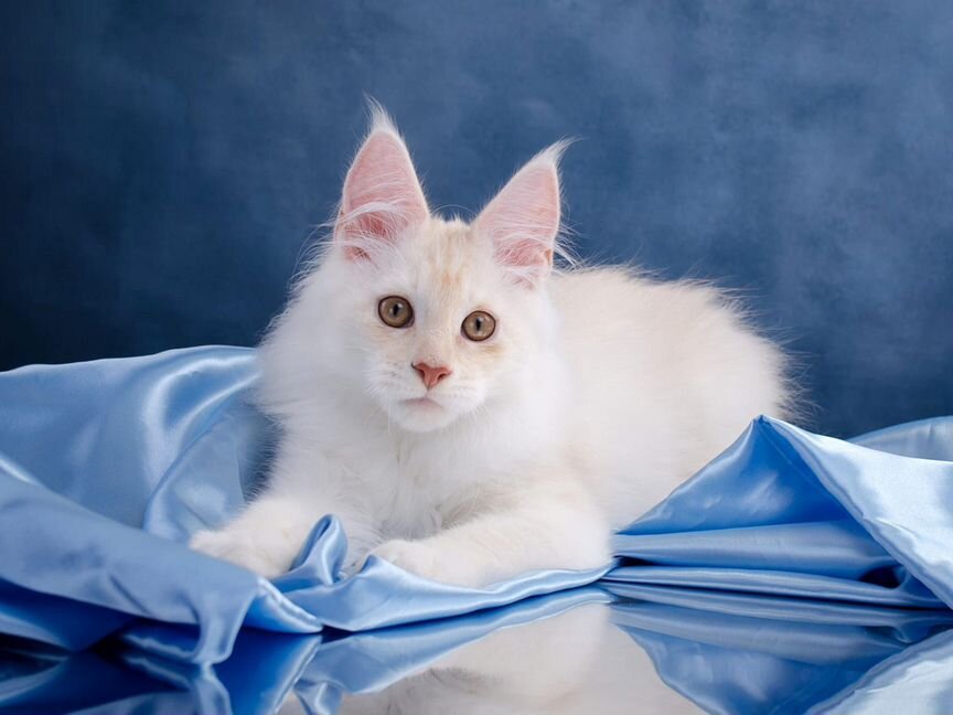 Котята мейн-кун шоу класс